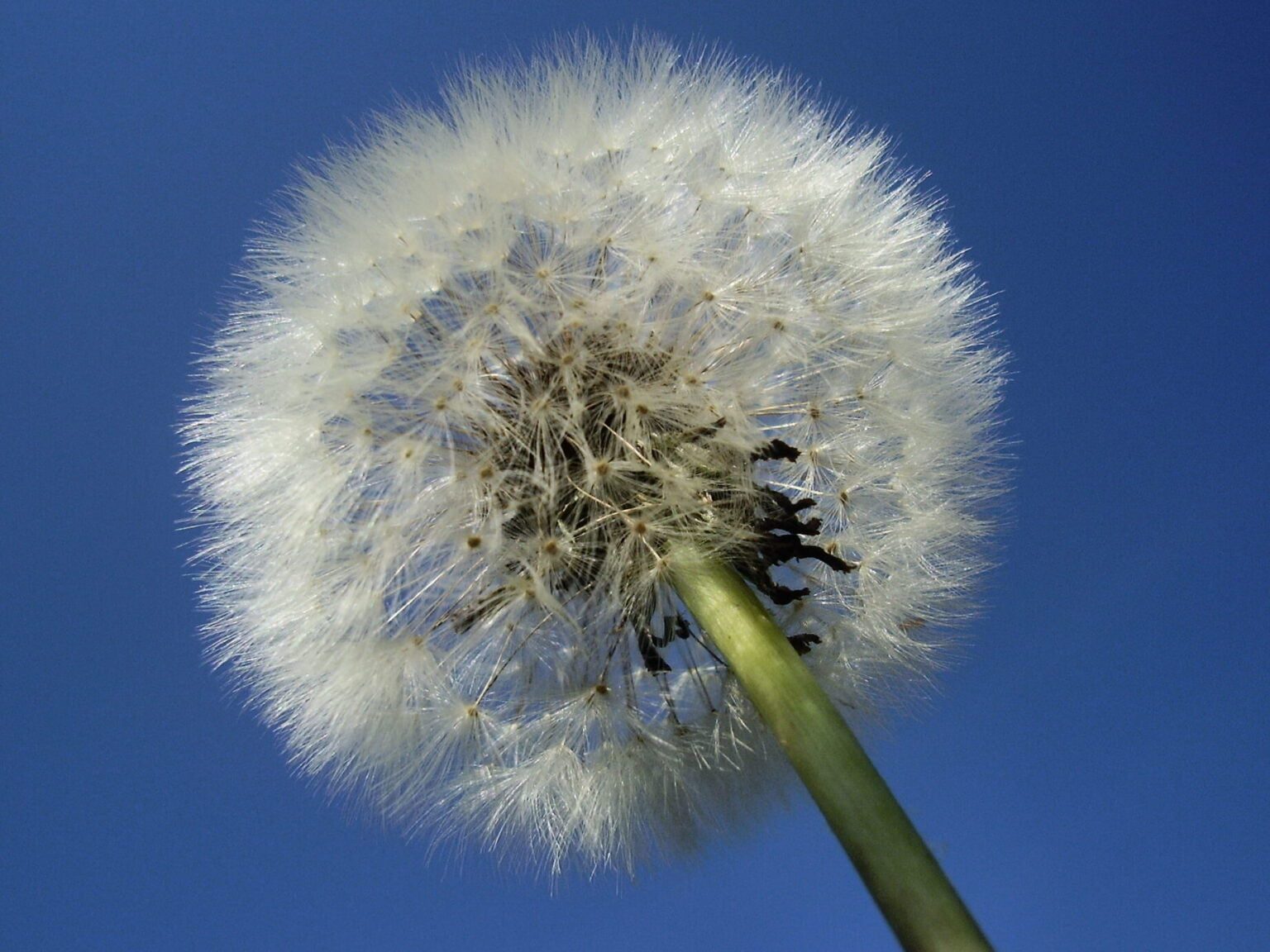 Ejemplos de Semillas con Alas: Naturaleza en Vuelo