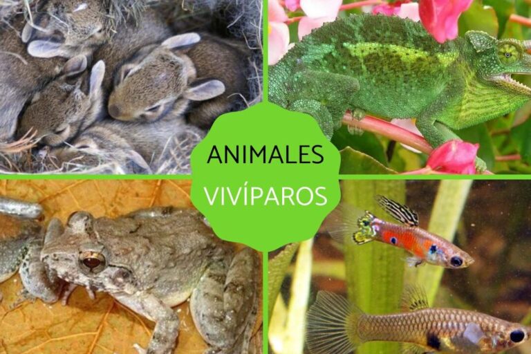 Ejemplos de Objetos Suaves: Comodidad y Estilo en tu Hogar