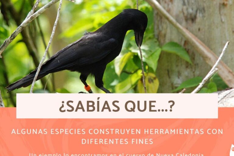 Ejemplos de Objetos Suaves: Comodidad y Estilo en tu Hogar