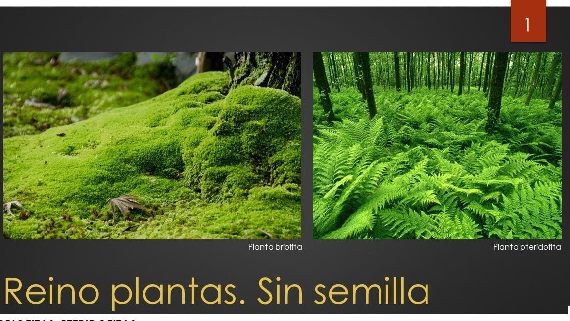 Ejemplos Fascinantes de Pteridofitos: Descubre su Belleza y Diversidad