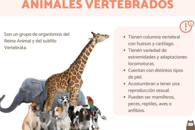 Ejemplos de Textos Expositivos de Animales Cortos: Aprendiendo sobre la ...