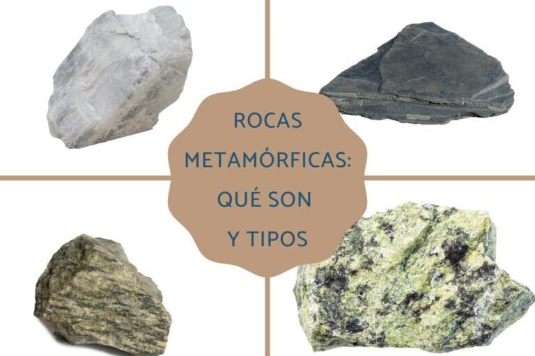 Ejemplos de Microecosistemas: Descubre la vida en miniatura