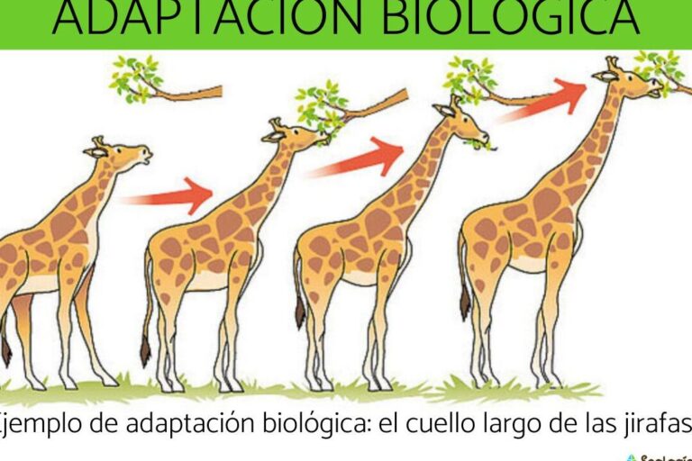 Ejemplos de Procesos Biológicos: Descubre la Vida en Acción