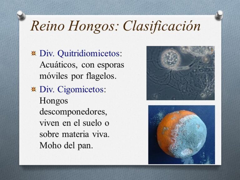 Ejemplos de Diplobacilos en la microbiología: Características y funciones