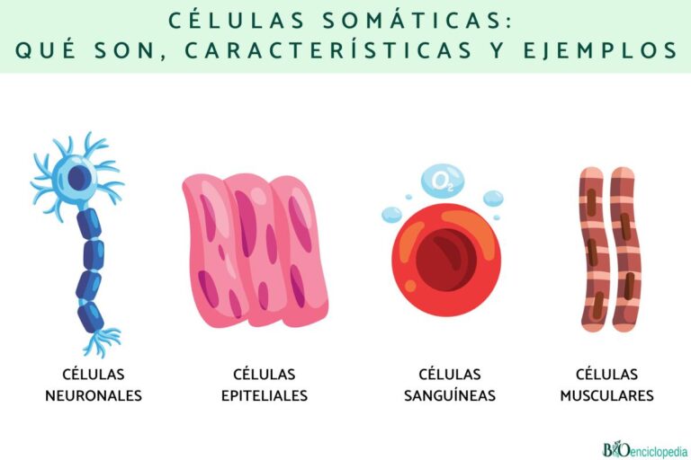 Ejemplos de Agentes Mutagénicos: Tipos y Características a Conocer
