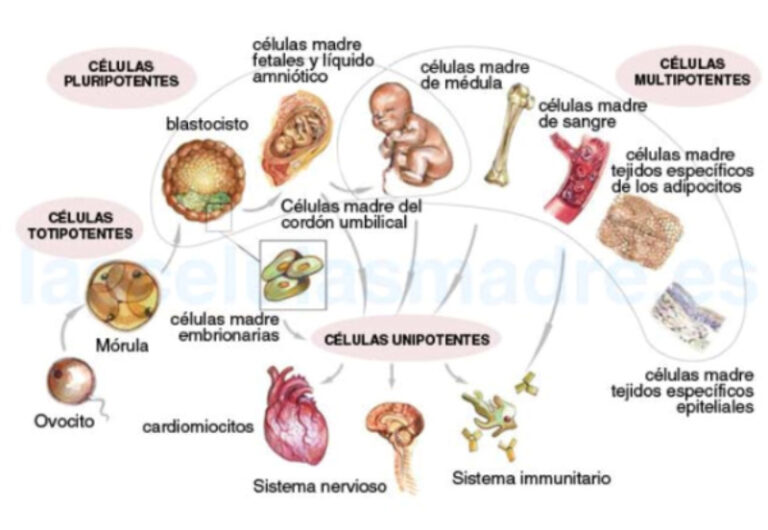 Ejemplos de Diplobacilos en la microbiología: Características y funciones