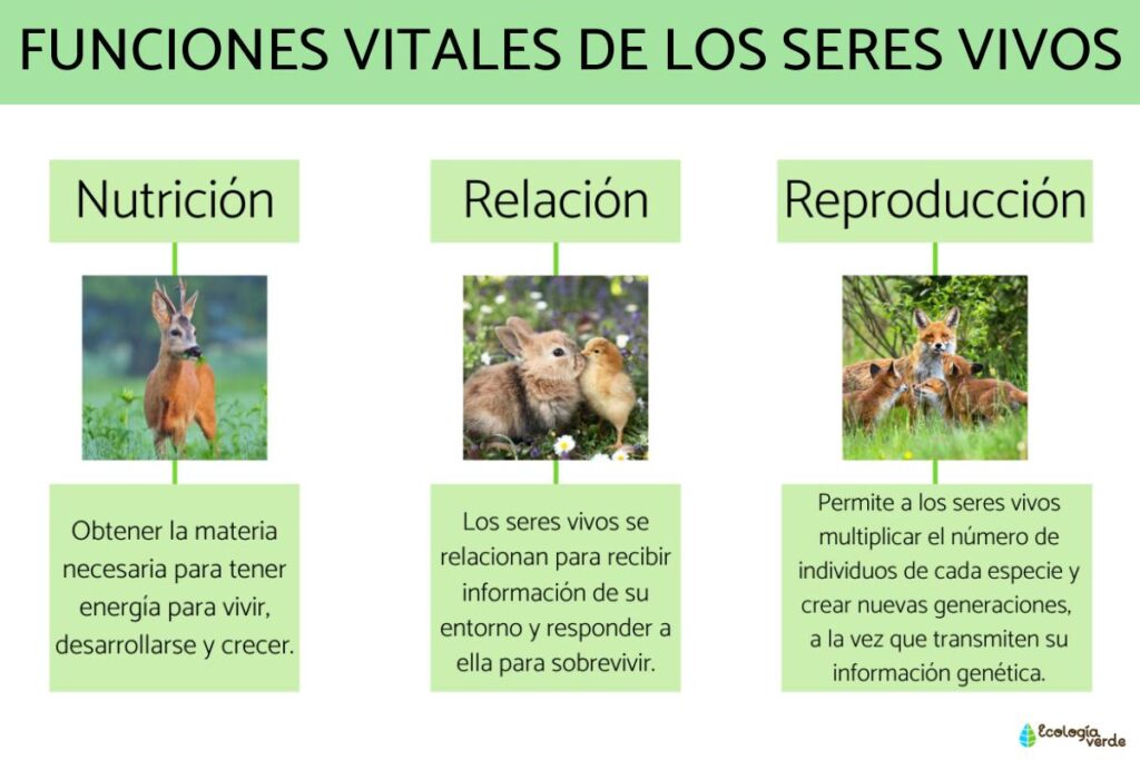 Ejemplos de Diplobacilos en la microbiología: Características y funciones