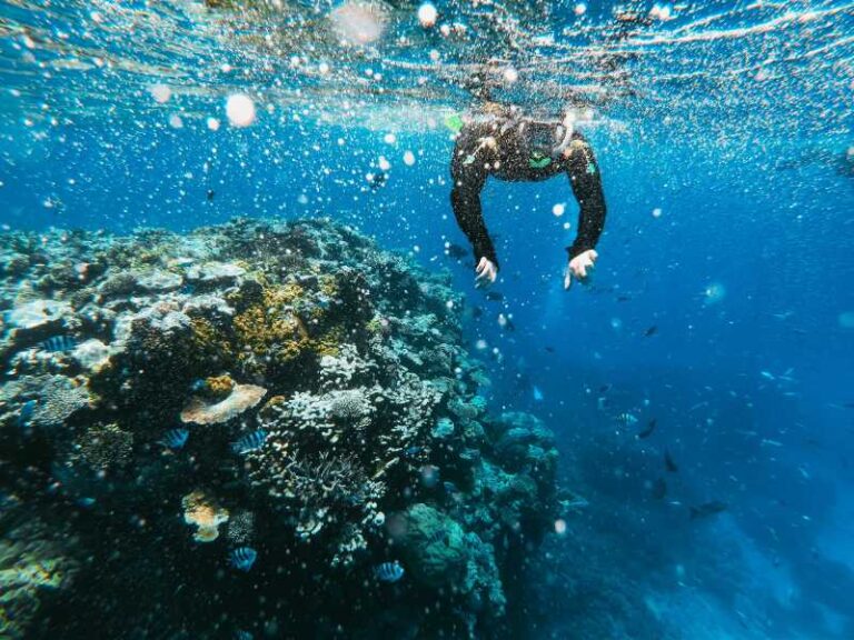 Ejemplos De Mixotrofos: Organismos Fascinantes En La Naturaleza