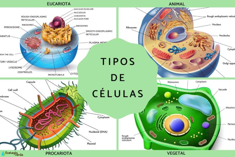 Ejemplos De Mixotrofos: Organismos Fascinantes En La Naturaleza